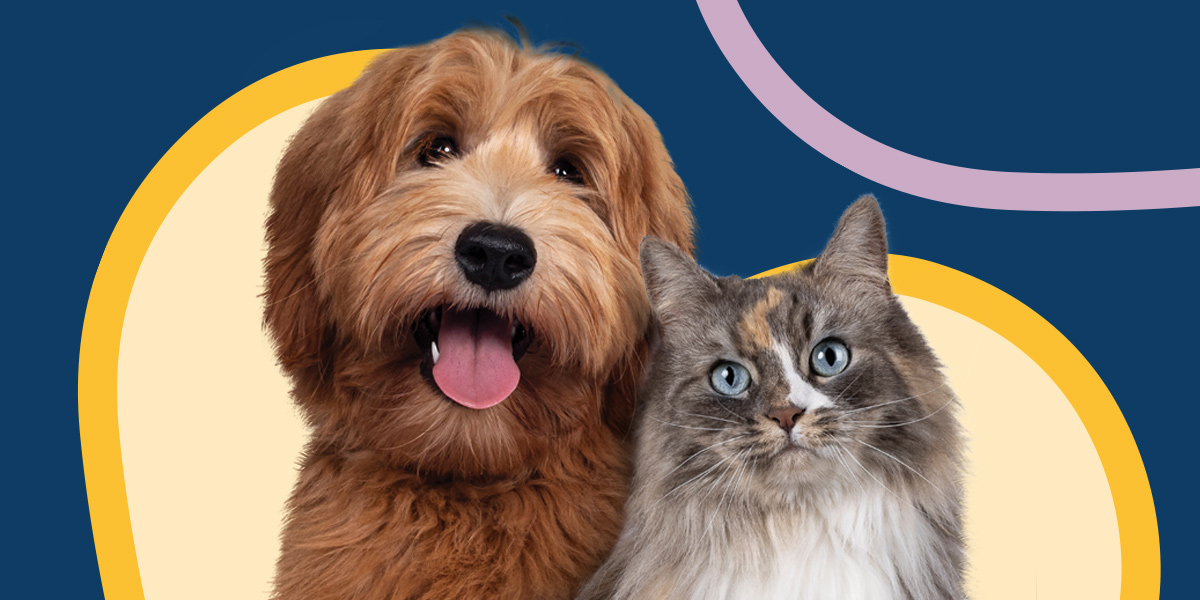 Fear Free Pets - 6P Marketing